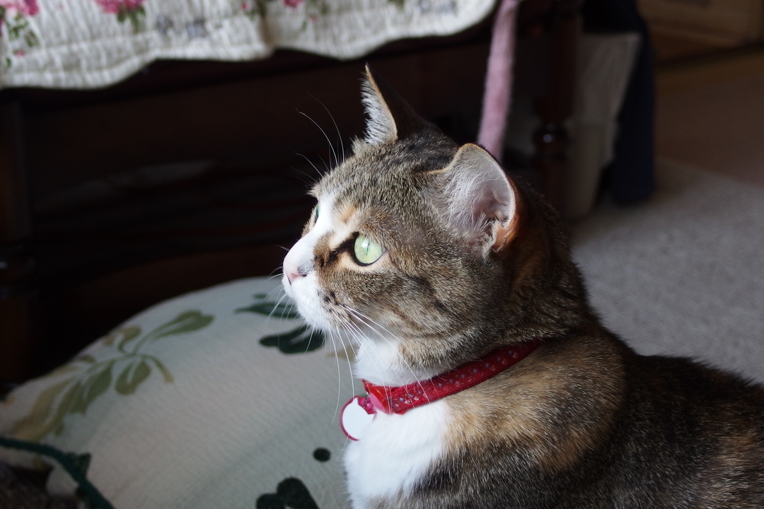 重~いMIKOの写真: 何でも再発見！＆ 猫と生活